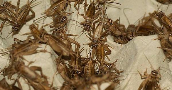 Nasce l'allevamento di grilli: "Sono un alimento eccezionale" - Foto 1 ...