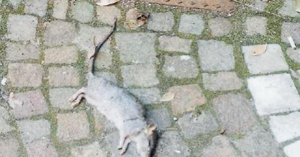 Topi morti, sporcizia e puzza: un degrado senza fine. Esplode la ...