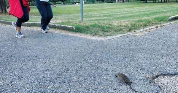 La villa comunale nell'incuria: a passeggio tra i topi morti - Foto 1 ...
